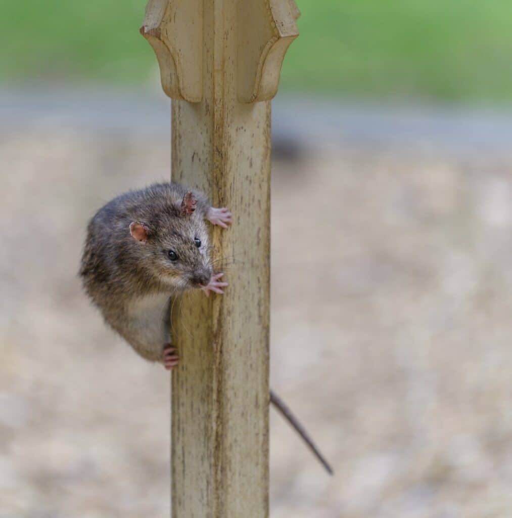 The Most Effective Scents to Keep Rats Away in Southlake, Texas ...