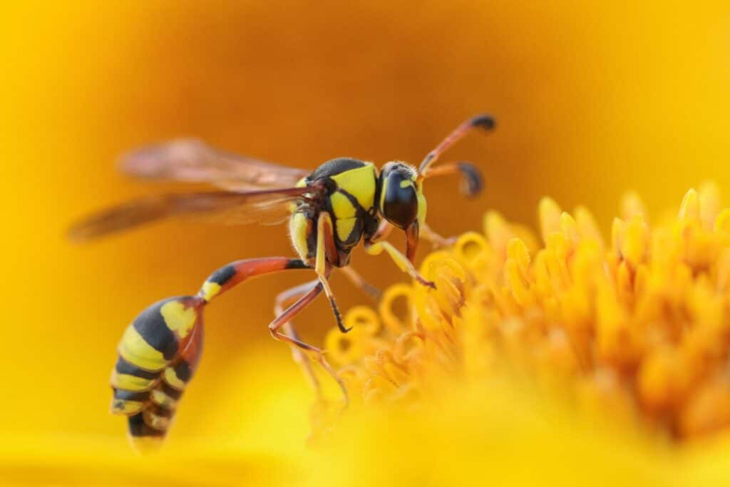 What do Dead Bed Bugs Mean? - Forterra Pest Control