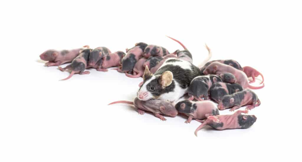 The Most Effective Scents to Keep Rats Away in Southlake, Texas ...