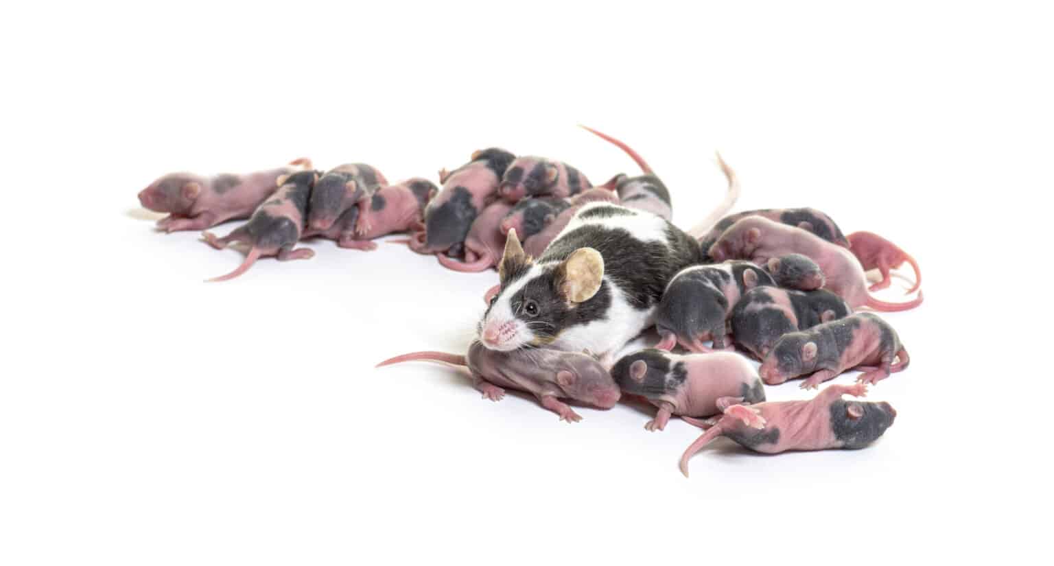 How To Tell How Many Rats Are In Your House