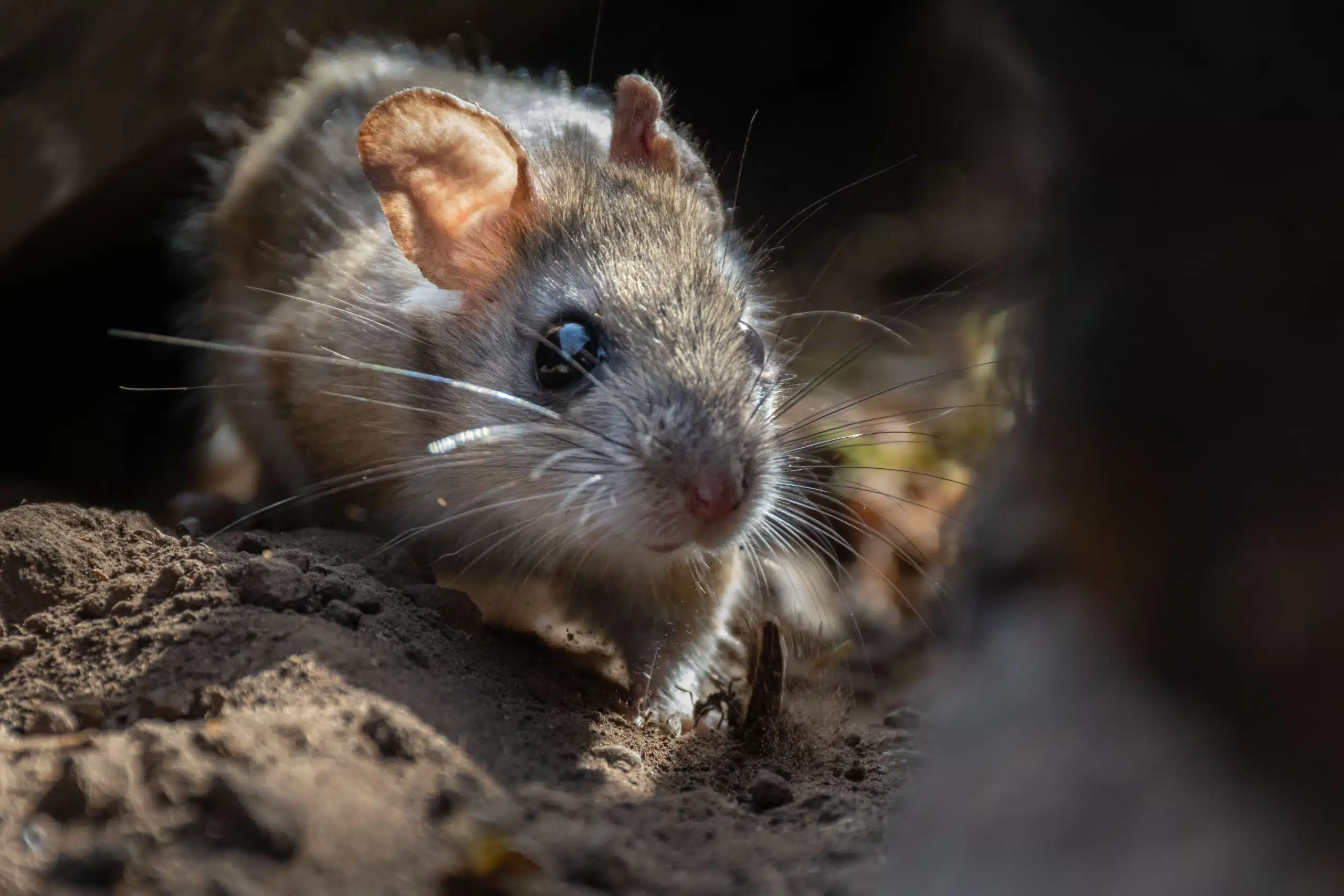 Blogs - Forterra Pest Control