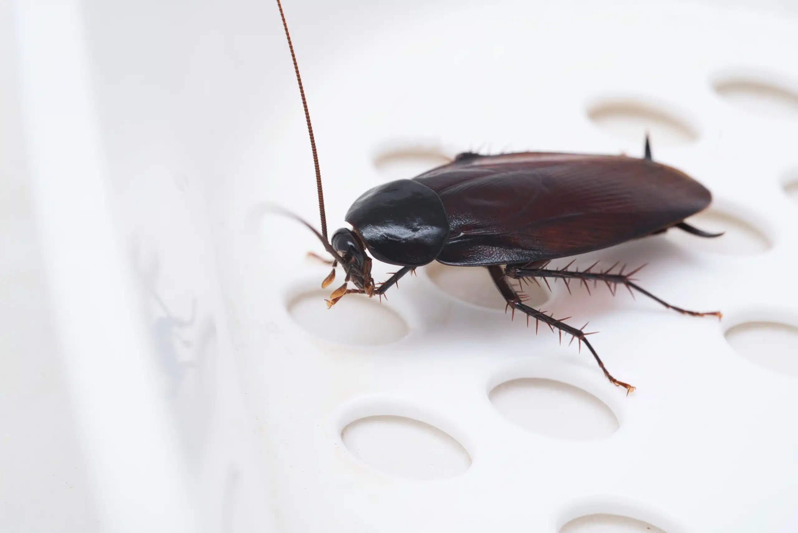 Blogs - Forterra Pest Control